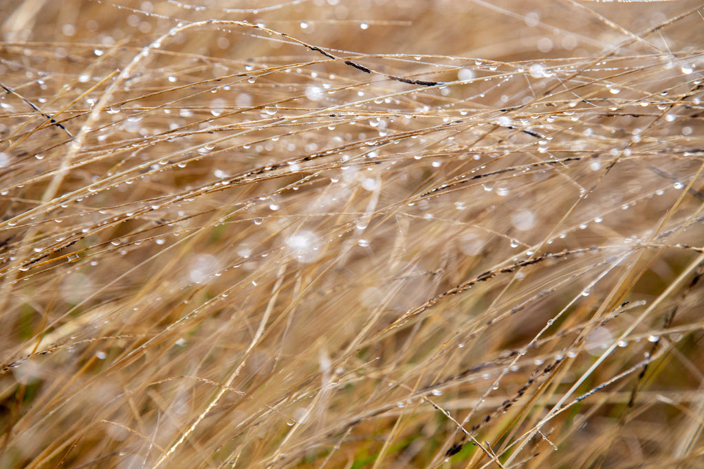 Dew Drop: Fairy lights – Big Sky Art Aus